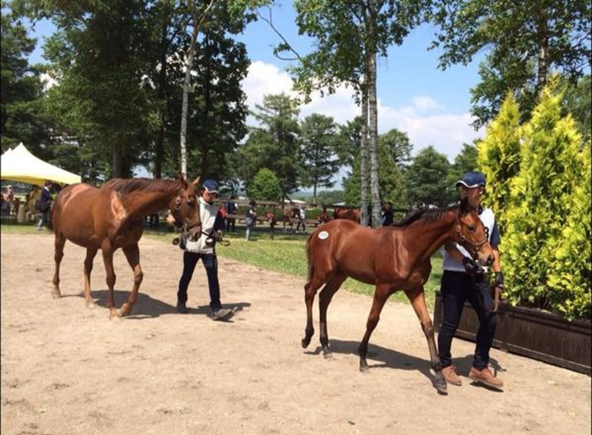 Hall Of Famer Azeri Pensioned From Broodmare Duty In Japan - Paulick ...