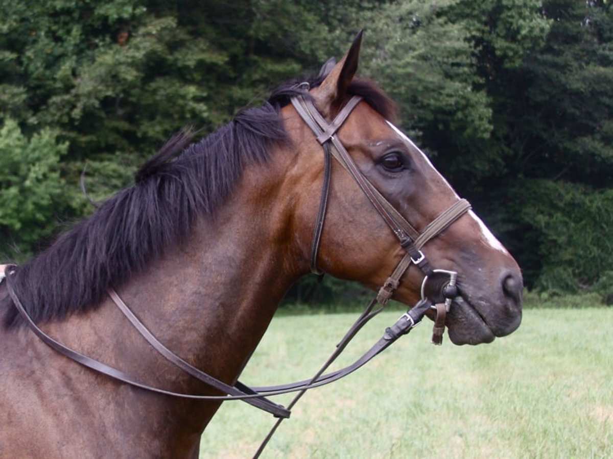 Cosequin presents OTTB Showcase: Becrux Stays Young in Second Career ...