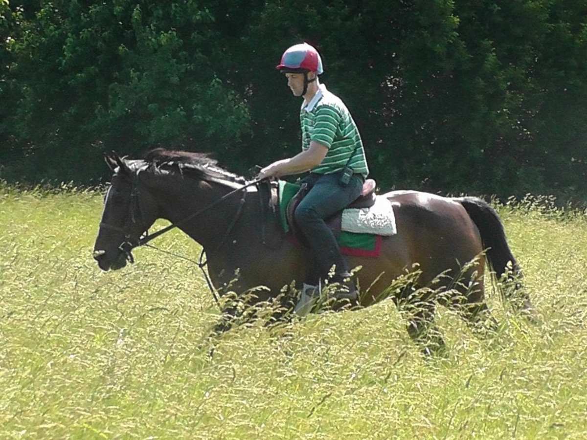 Cosequin presents OTTB Showcase: Becrux Stays Young in Second Career ...