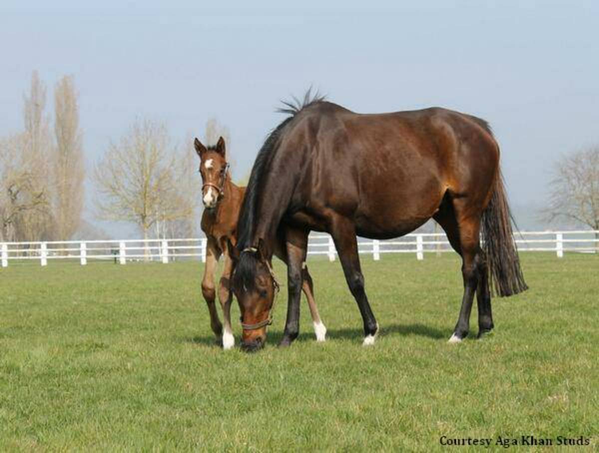 Champion Zarkava Foals 'Elegant' Colt by Redoute's Choice - Paulick ...