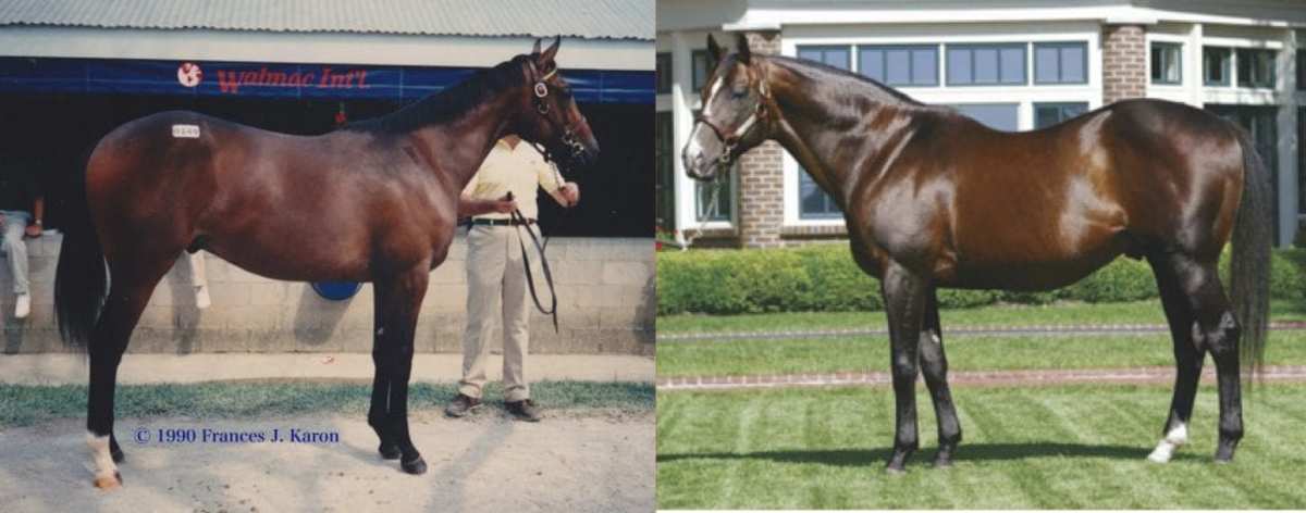 My, How You’ve Grown: Development of Young Stallion Prospects - Paulick ...