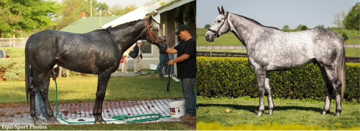 My, How You’ve Grown: Development of Young Stallion Prospects - Paulick ...