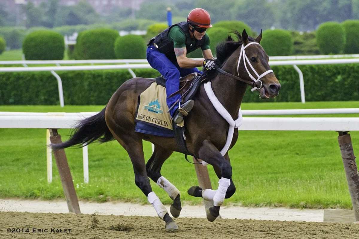 First Winner For Classic-Placed Ride On Curlin Comes At Gulfstream Park ...