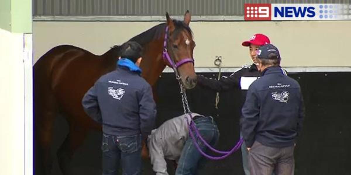 Racing Official Fires Back After Protests Over Melbourne Cup Deaths ...