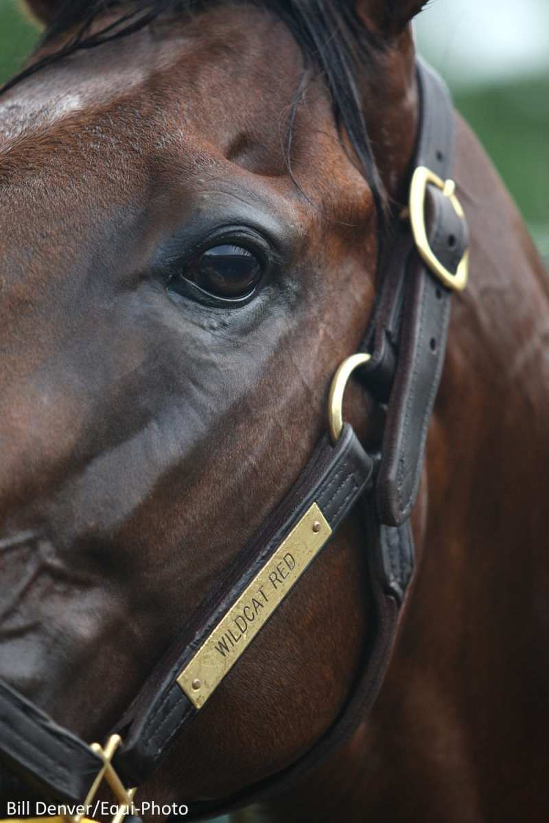 First Mare In Foal To Fountain Of Youth Winner Wildcat Red - Paulick ...