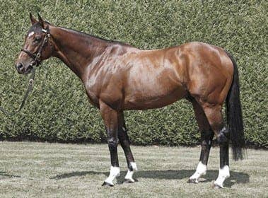 Stewart Lays Out 2025 Mating Plans For Broodmare Band, Puca Set To ...