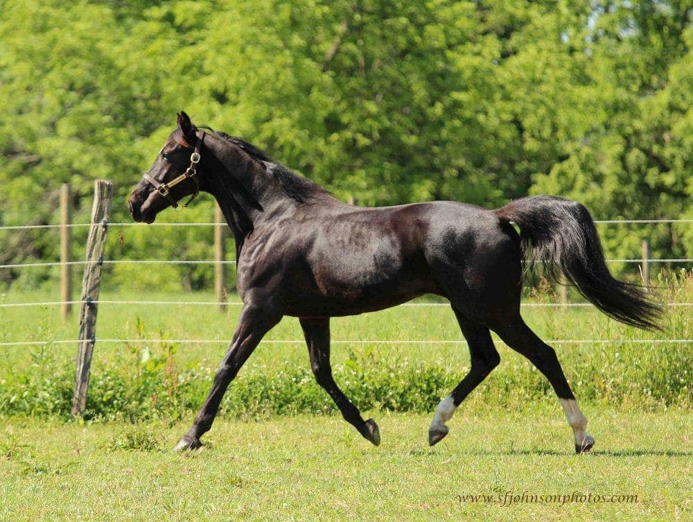 Cosequin presents OTTB Showcase: From a Trot to a Canter - Paulick ...