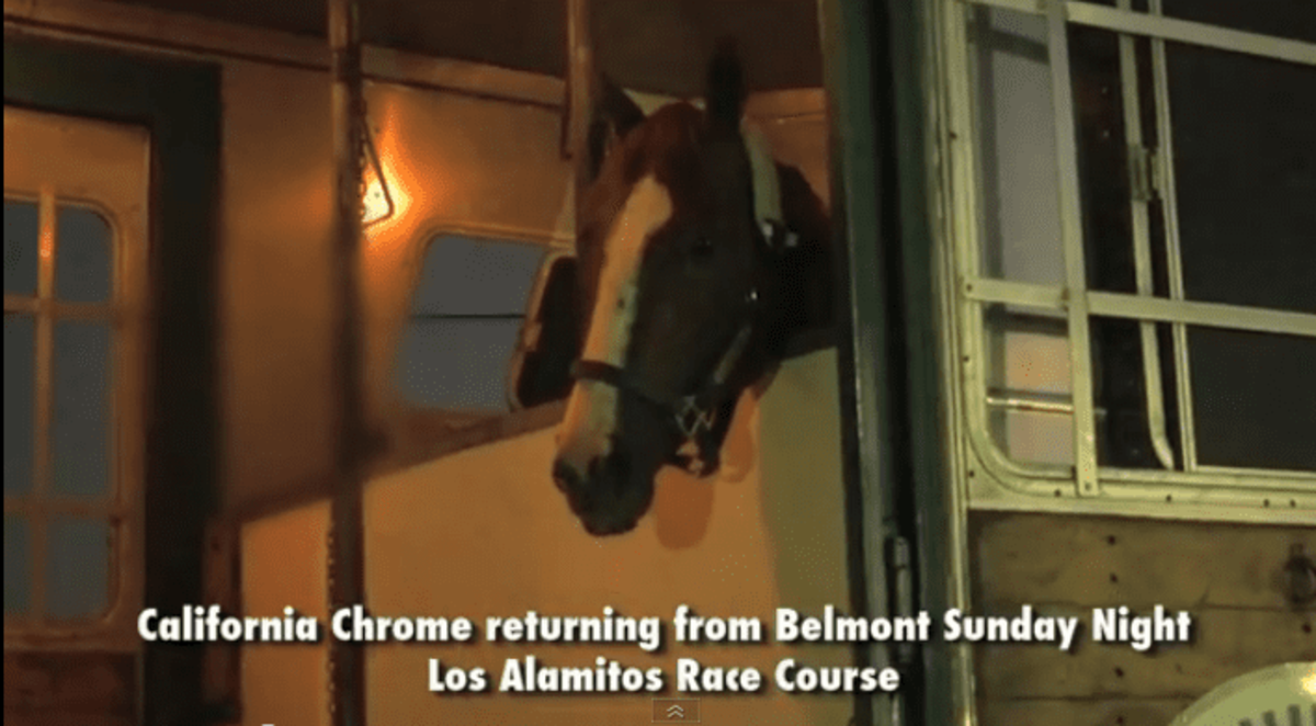 Chrome Injury Painful But Prognosis Is Good - Paulick Report | Latest ...