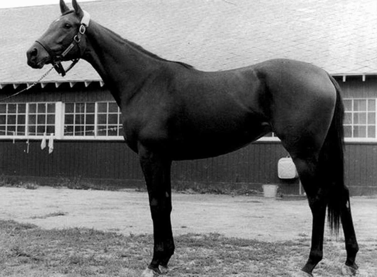 This Week In History: A Young Secretariat Edges La Prevoyante For Year ...