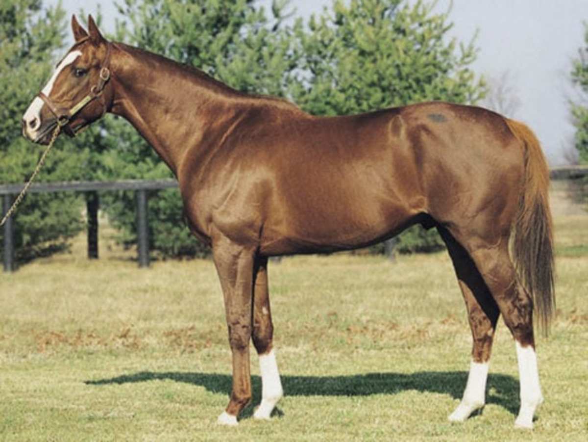 Commendable Dies of Colic in Korea - Paulick Report | Latest news and ...