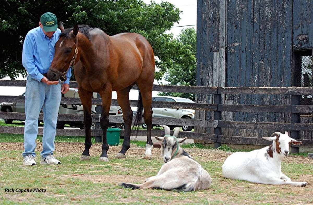 Eldaafer Retires to Old Friends, Along With Goat Companions - Paulick ...