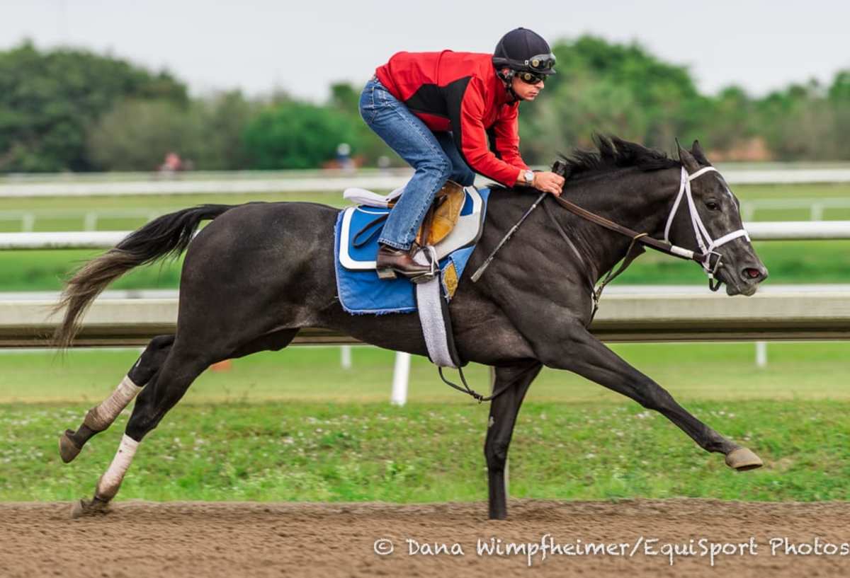 Cairo Prince, General a Rod Work Toward Florida Derby - Paulick Report ...