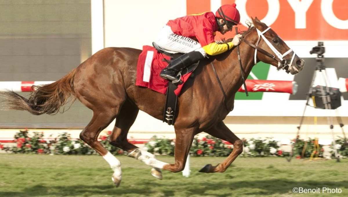 Jockey Joe Talamo Earns 1,500th Career Victory - Paulick Report ...