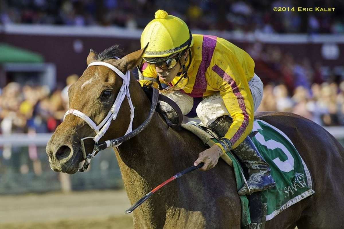 Cavorting Skips Away in Adirondack - Paulick Report | Latest news and ...