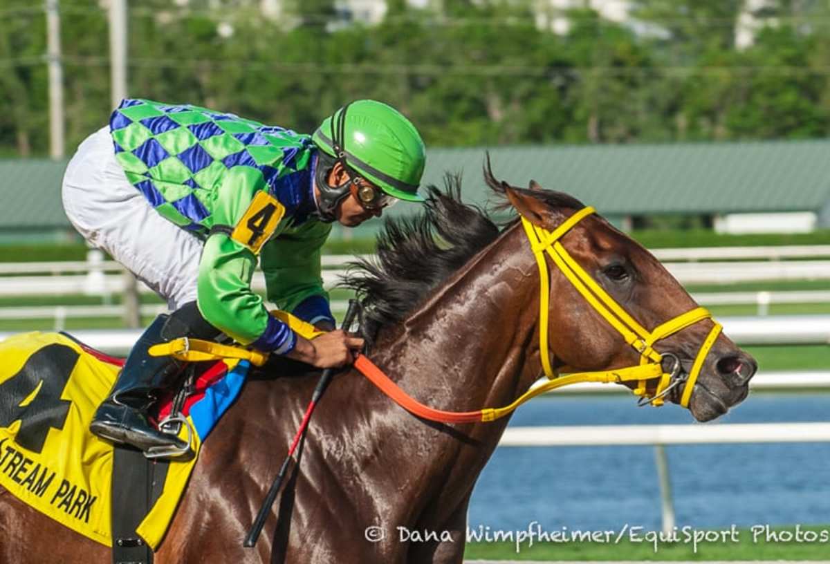 Wildcat Red Comes Out of Quality Road Well, Haskell Next - Paulick ...