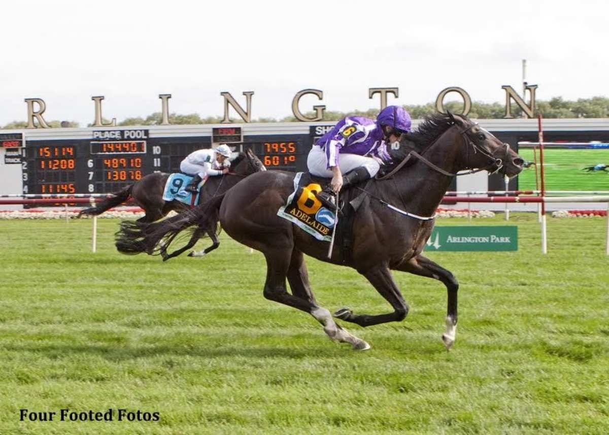 G1 Winner Adelaide Retired, To Join Coolmore Australia Roster - Paulick ...