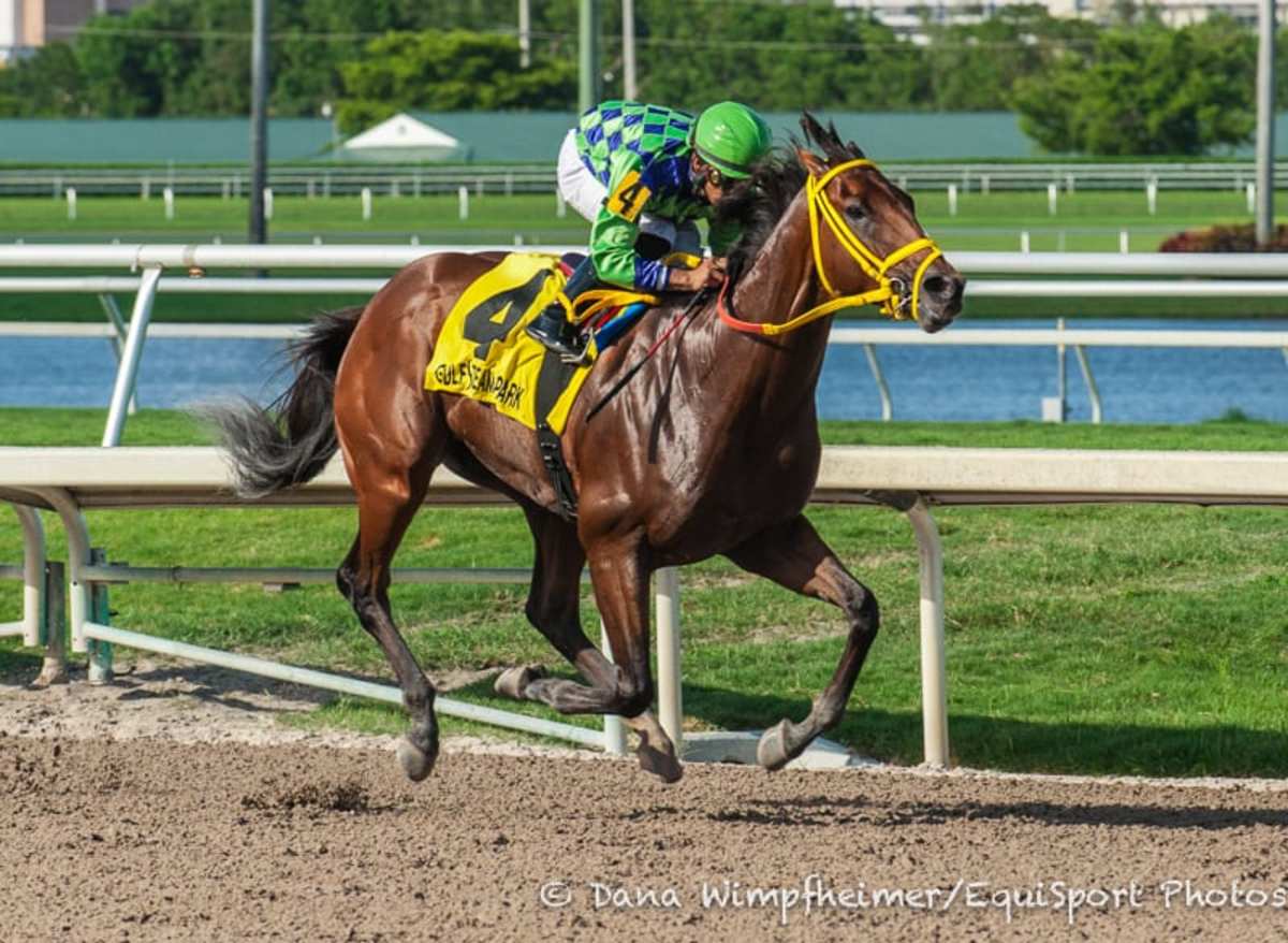 'Natural Sprinter' Wildcat Red Cuts Back In Distance For Smile ...