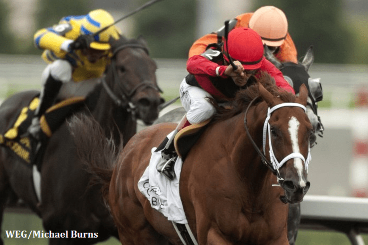 Calgary Cat Cruises in Bold Venture - Paulick Report | Latest news and ...