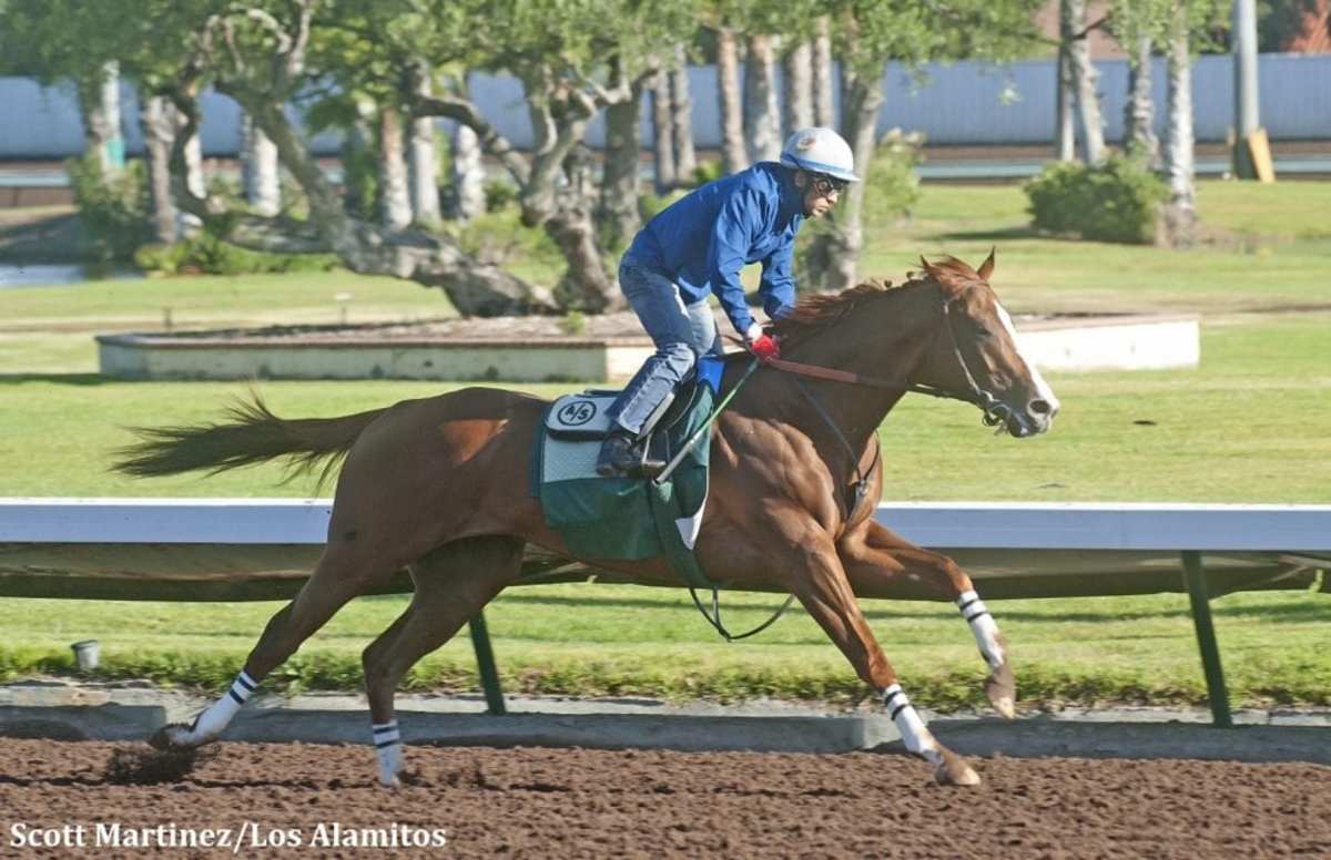 California Chrome Drills Half-Mile in Final Derby Work - Paulick Report ...