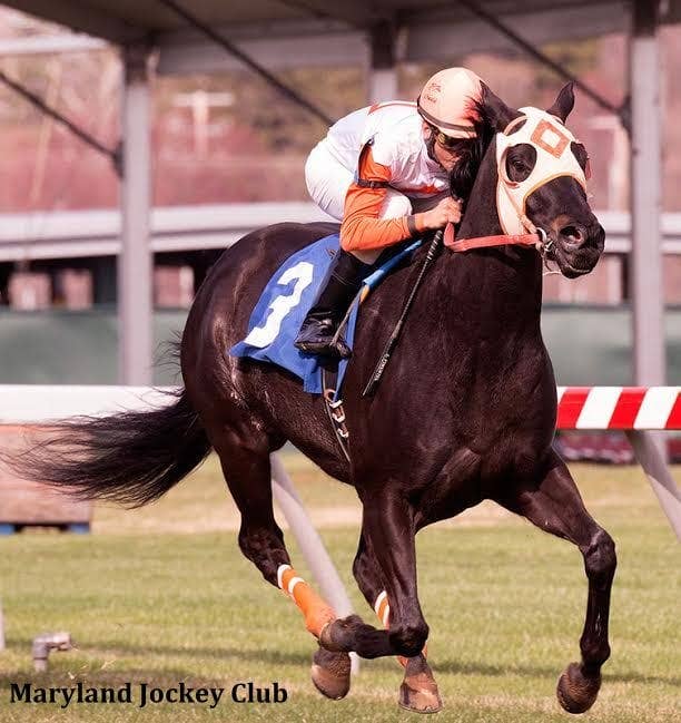 Fan Favorite Ben's Cat Wins Mister Diz Stakes for the Fifth Time ...