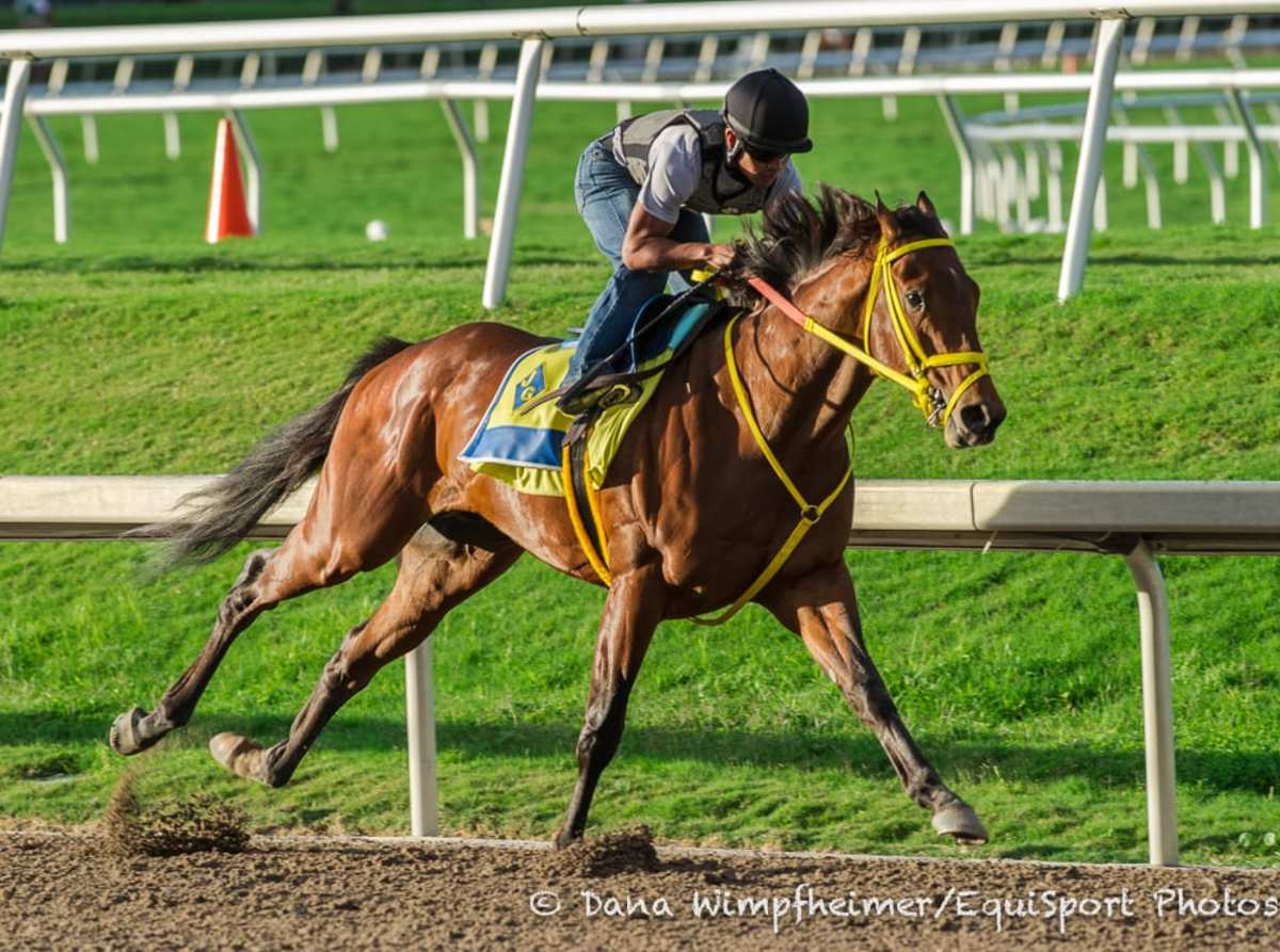 Wildcat Red Preps Under Saez: 'He Was Flying' - Paulick Report | Latest ...