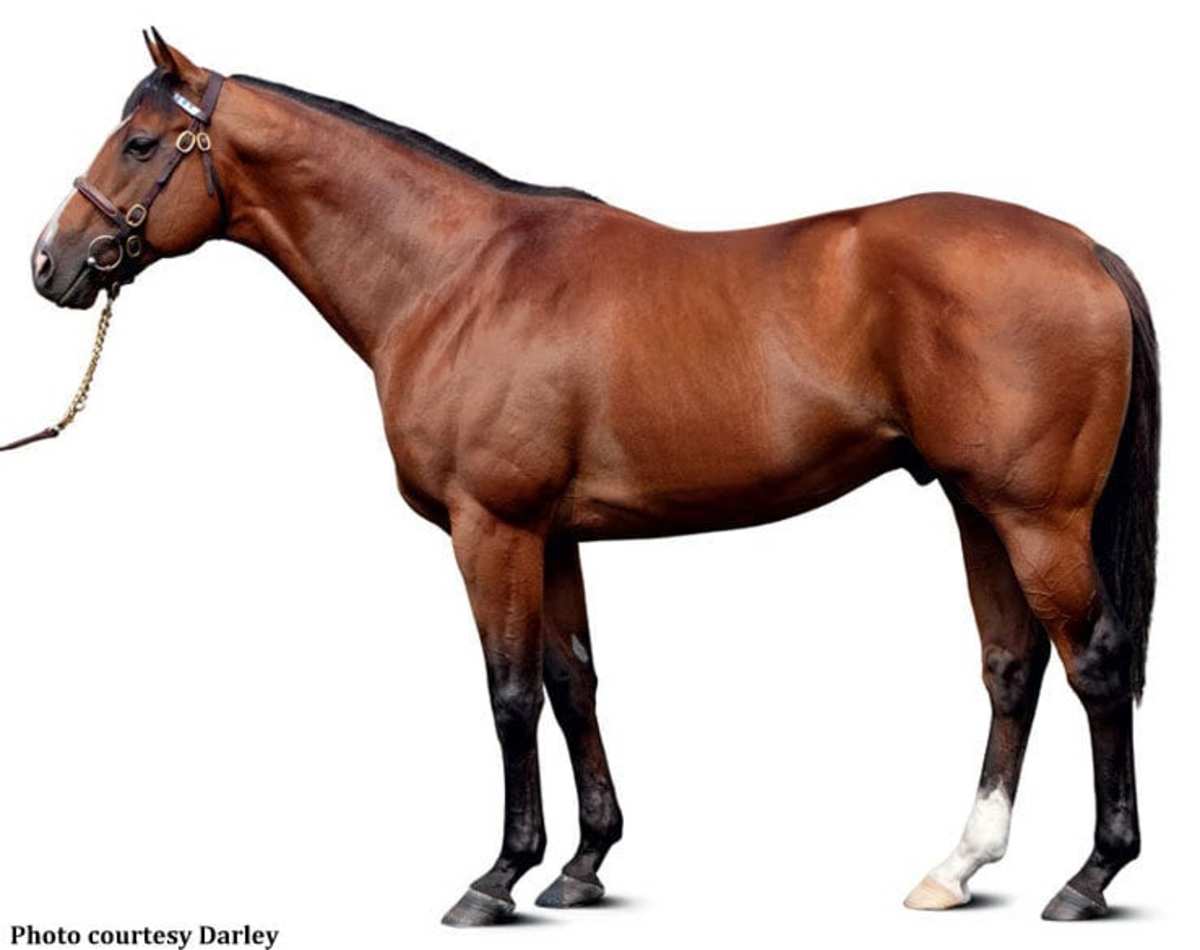 Colic Claims Life Of Young Stallion Regal Ransom - Paulick Report ...