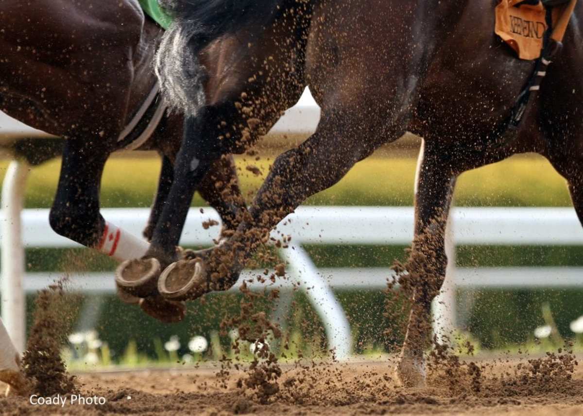 Problem-Solving: Conformation, Injuries Require Special Shoeing Care ...