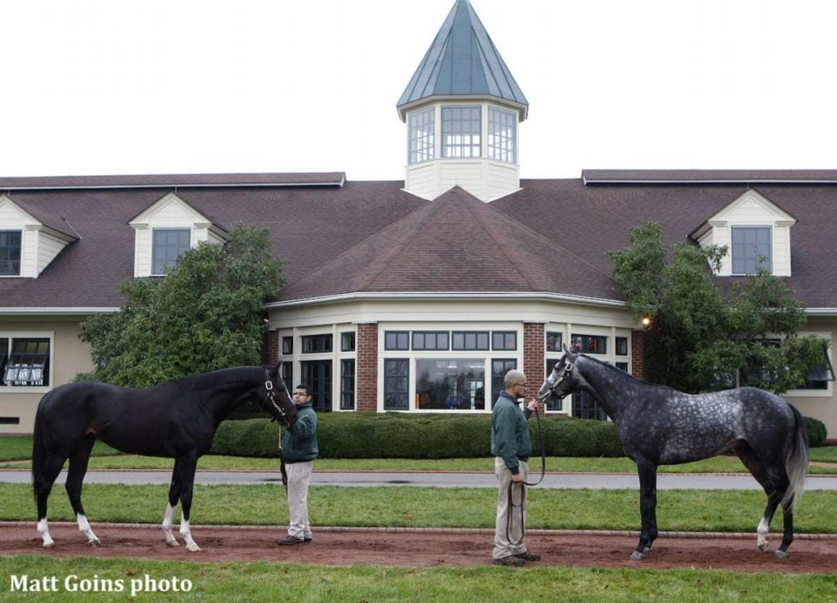 Lane's End Announces Stud Fees; Honor Code, Liam's Map New For 2016 ...