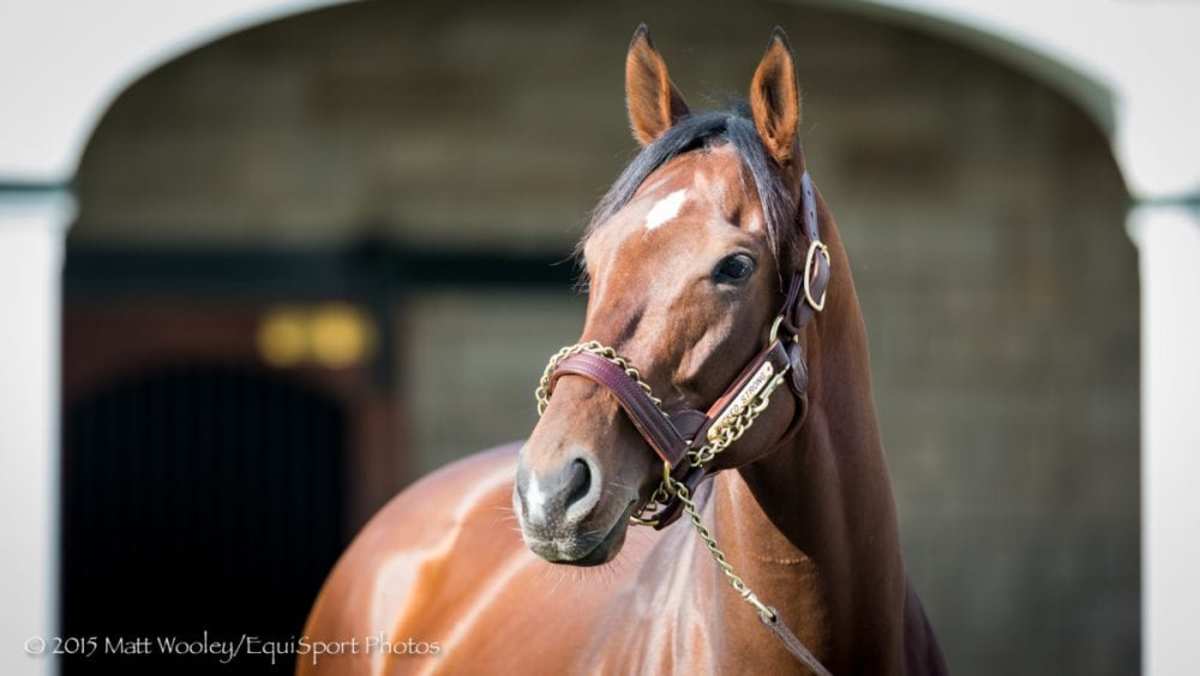 Wicked Strong Relocated To Pin Oak Lane Farm In Pennsylvania - Paulick ...