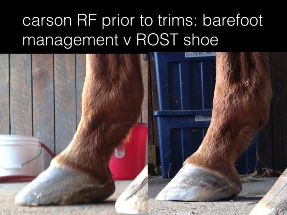 New 'Open-Toed' Shoeing Technique Could Correct Hoof Problems, Shift ...