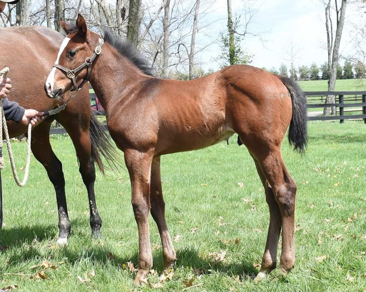 Merck Animal Health Presents Foals Of 2015: Morning Line Favorites ...