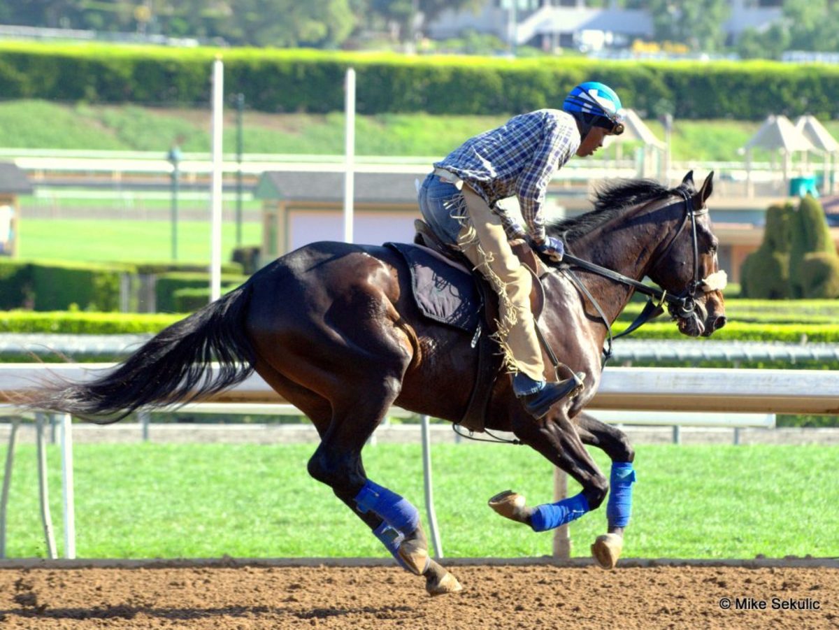 Cozmic One Last In Career Debut - Paulick Report | Latest news and ...