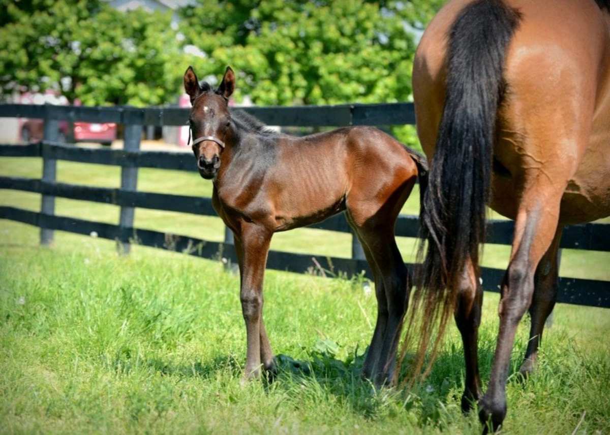 Merck Animal Health Presents Foals Of 2015: Racing Future - Paulick ...