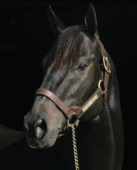 Northview Stallion Lion Hearted, 19, Dies Of Apparent Heart Attack ...