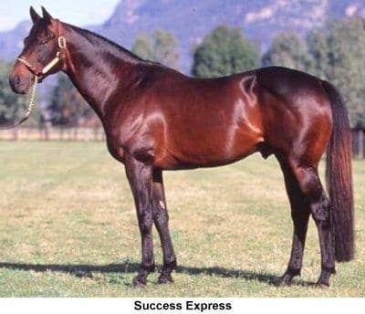 1987 BC Juvenile Winner Success Express Dies At 30 - Paulick Report ...