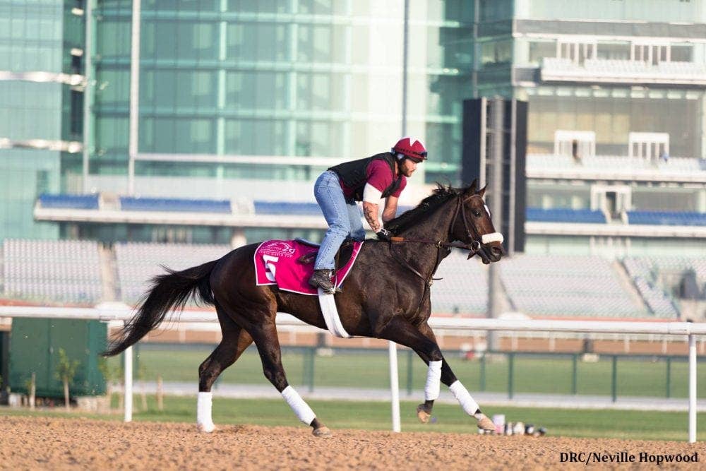 Casners 'Well Armed' For Dubai Return - Paulick Report