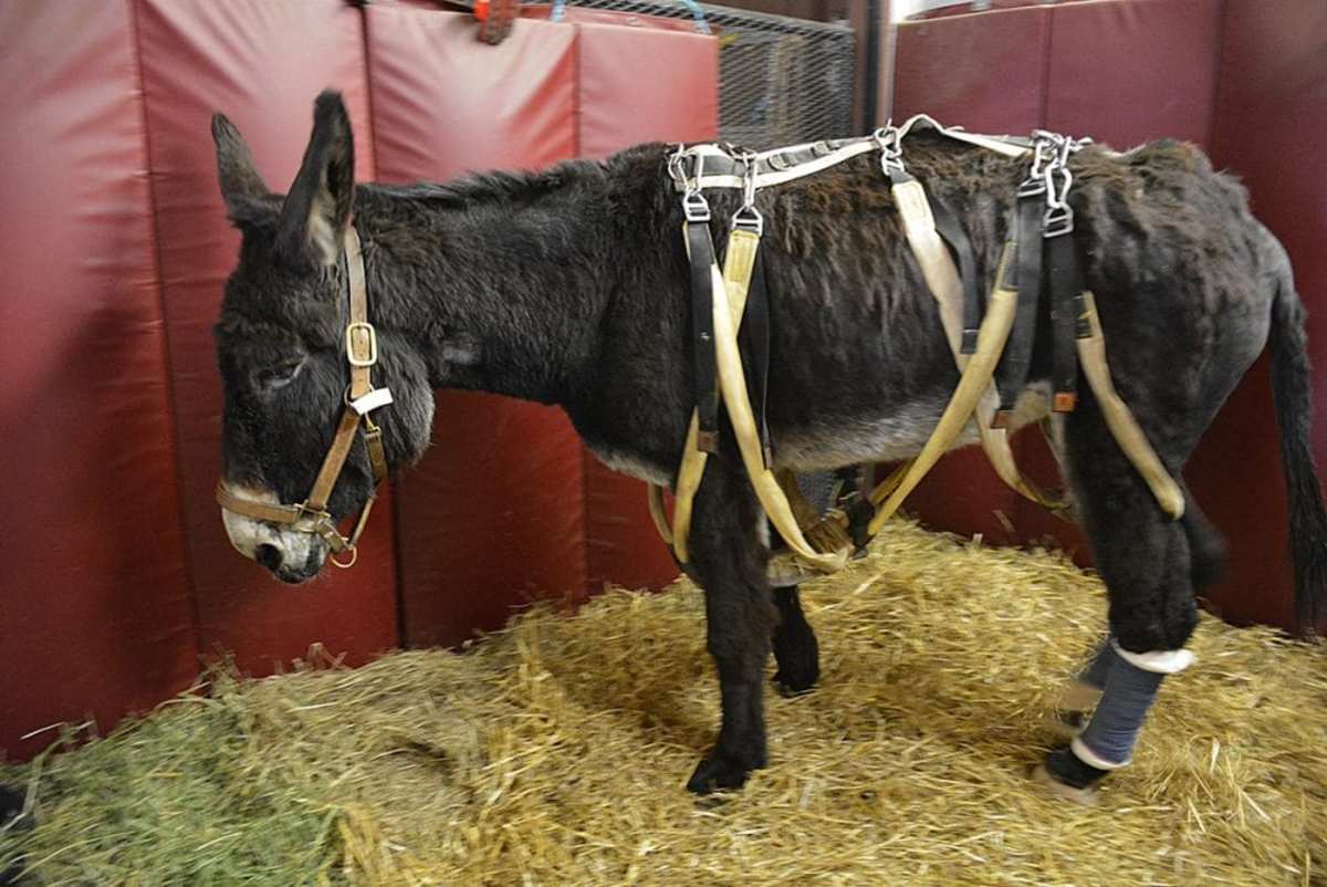 Surgery, Sling Help Rescued Donkey Beat Laminitis - Paulick Report ...