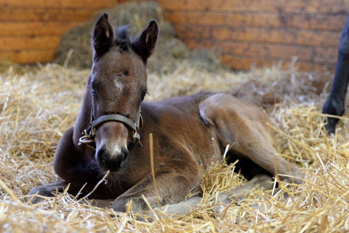 Colostrum Provides Foals With The Super Food They Need For A Good Start ...