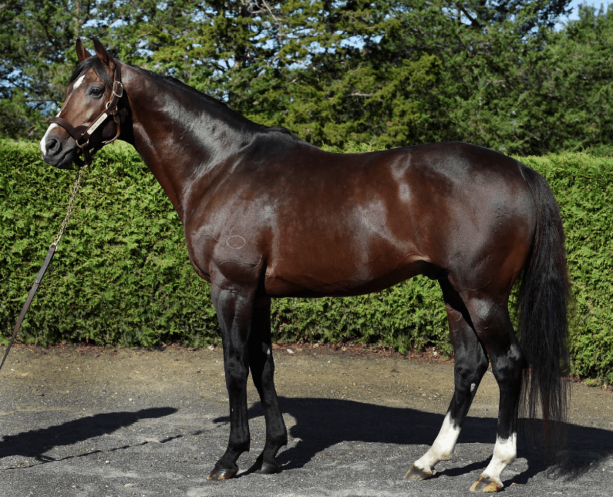 Midas Touch Sold To Uruguay, Posse And Trinniberg To Shuttle - Paulick ...