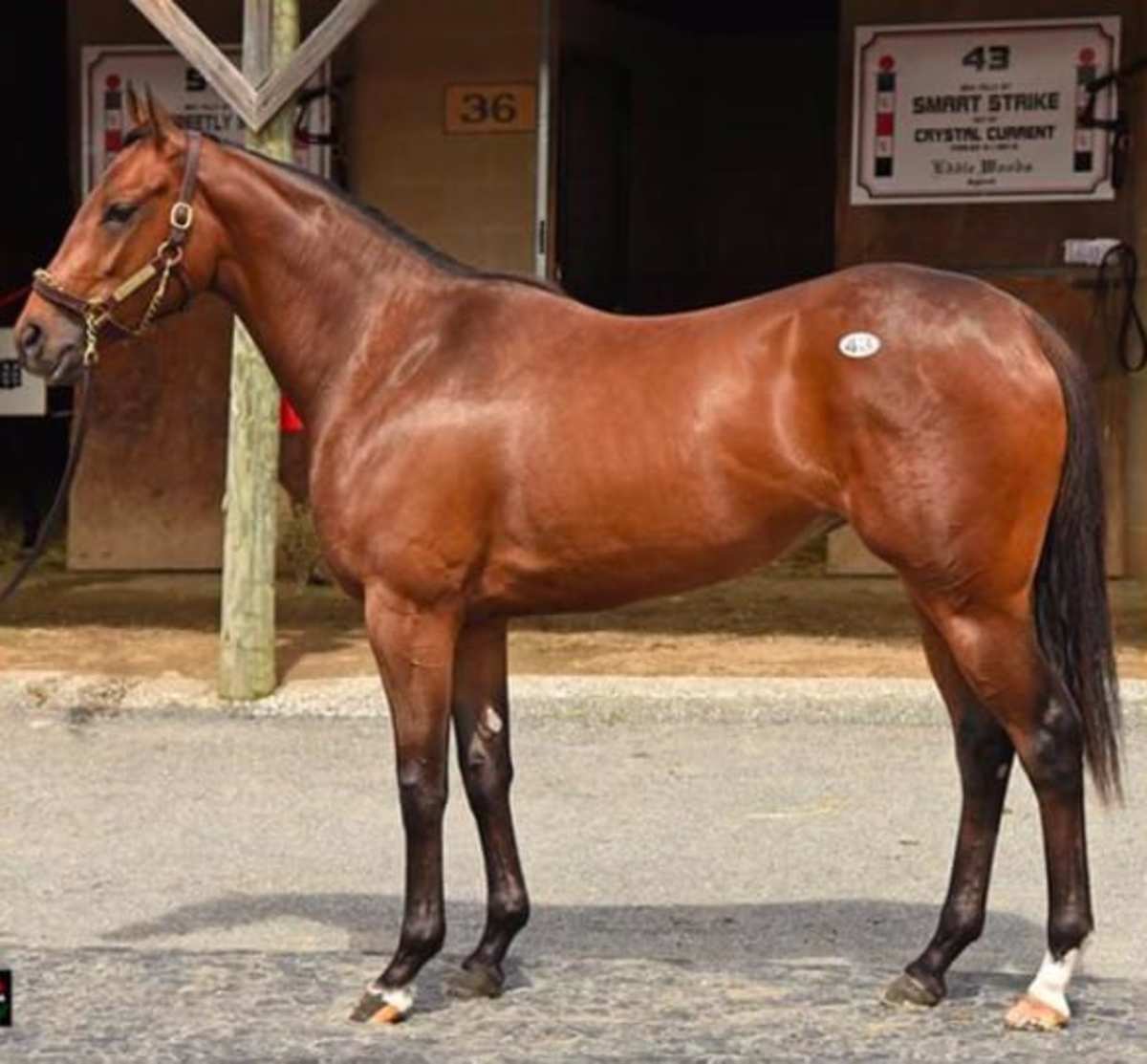 $1.25M Smart Strike Filly Sets Record On Day 1 Of F-T Midlantic 2-Year ...