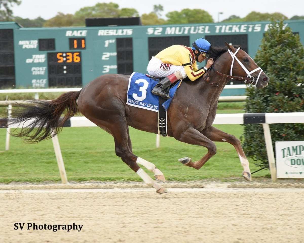 Carpe Diem Dominates Tampa Bay Derby - Paulick Report | Latest news and ...