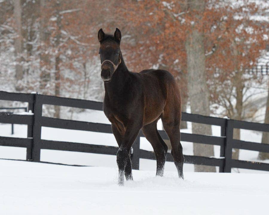 TVG To Air Documentary On Journey From Foaling Barn To Winner's Circle ...