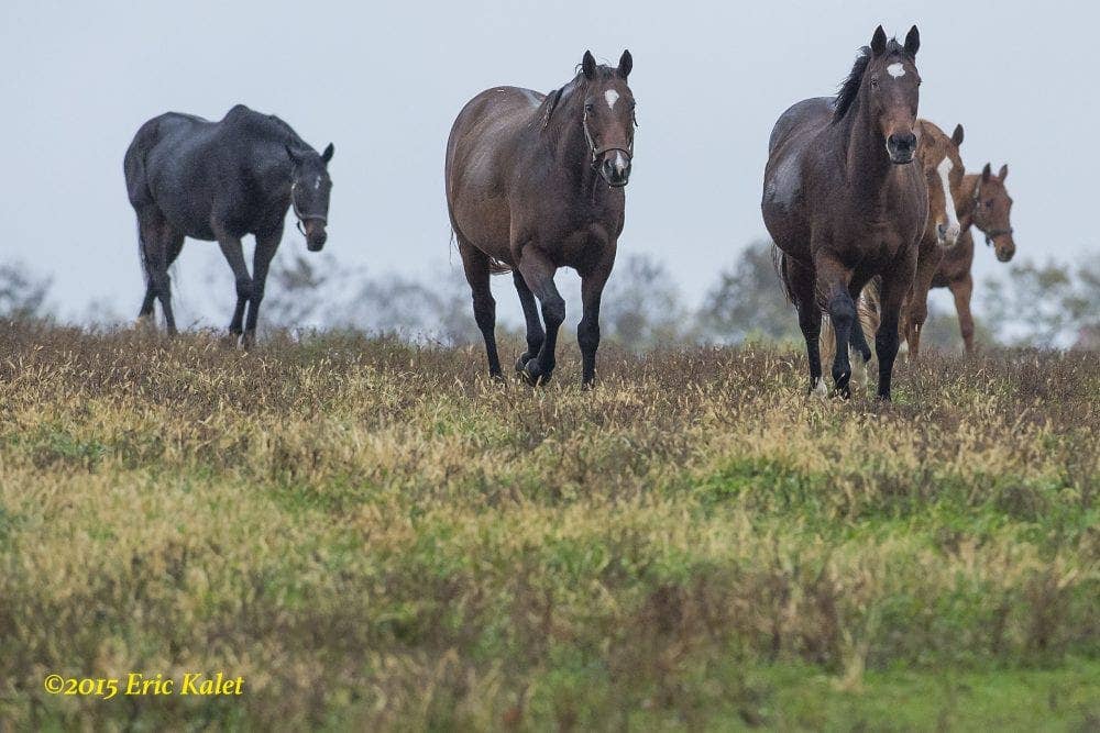 ‘This Is About Taking Care Of Horses’: Rescue Mare Has Claiborne ...