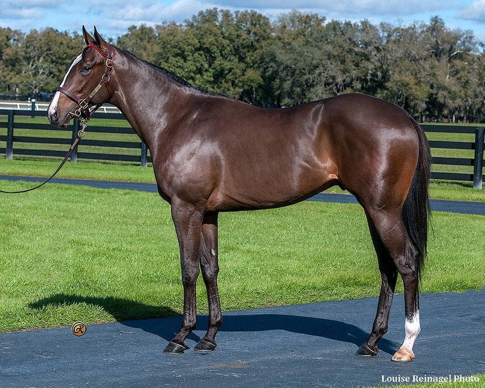 Twirling Candy Colt Brings $400,000 To Top Barretts Sale - Paulick ...