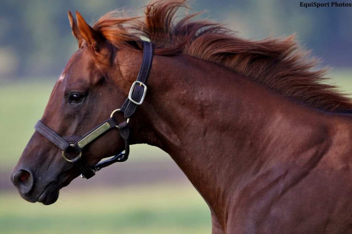 Groupie Doll, Smarty Jones, Ken McPeek Among 16 Finalists For Hall Of ...