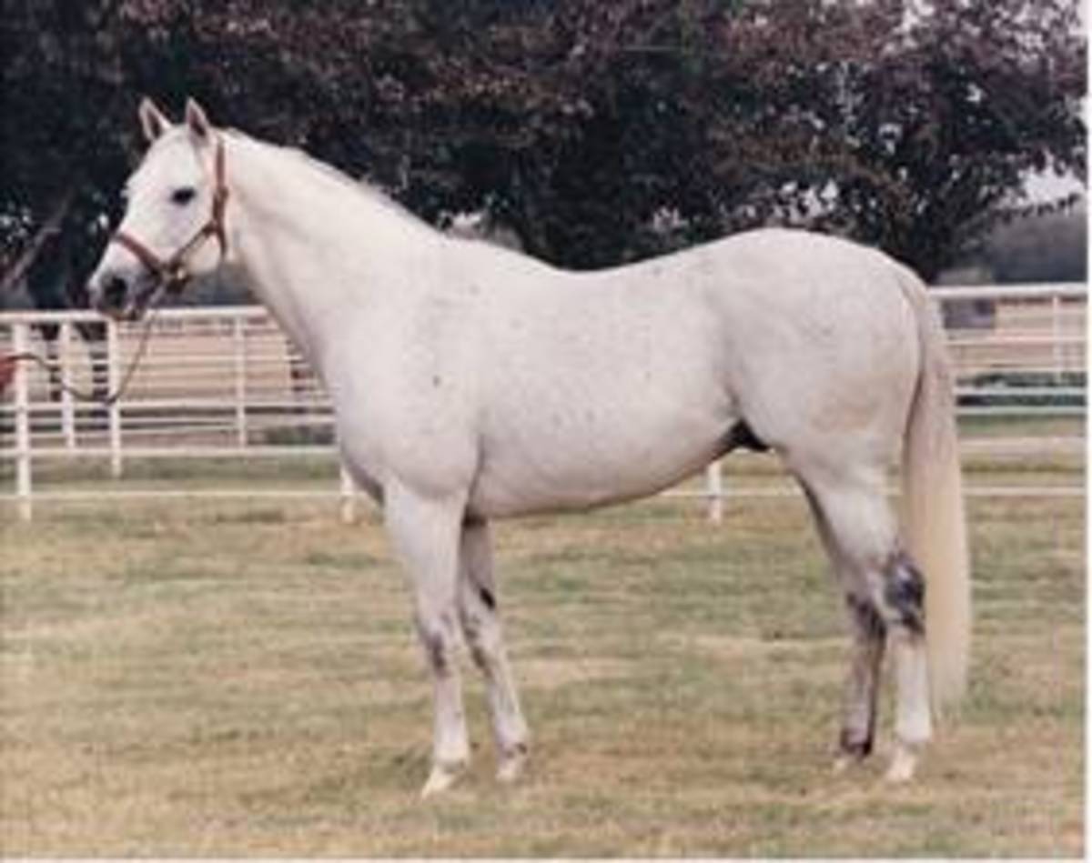 California Sire Cee's Tizzy Dies At 28 - Paulick Report | Latest news ...