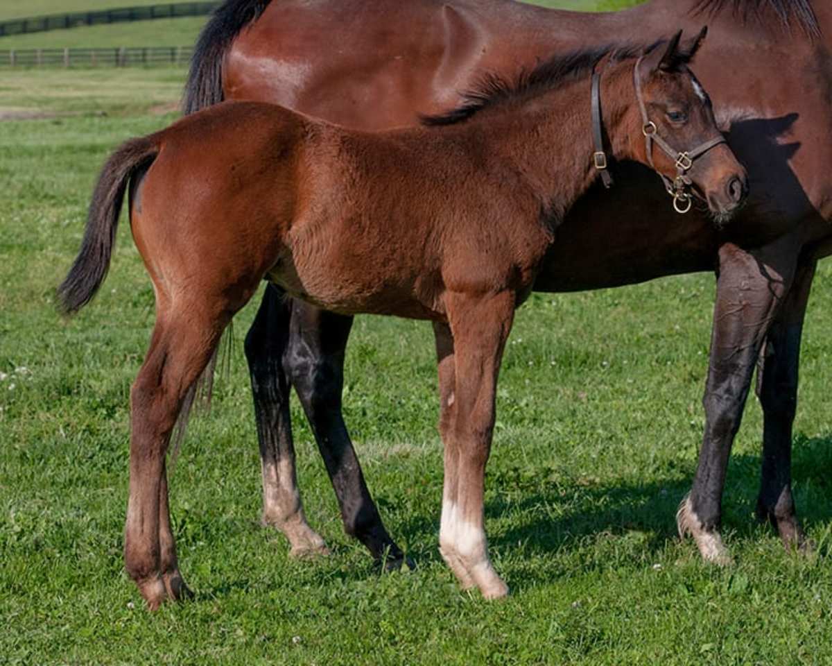 The Friday Show Presented By The Breeders' Stakes At Woodbine: Black ...