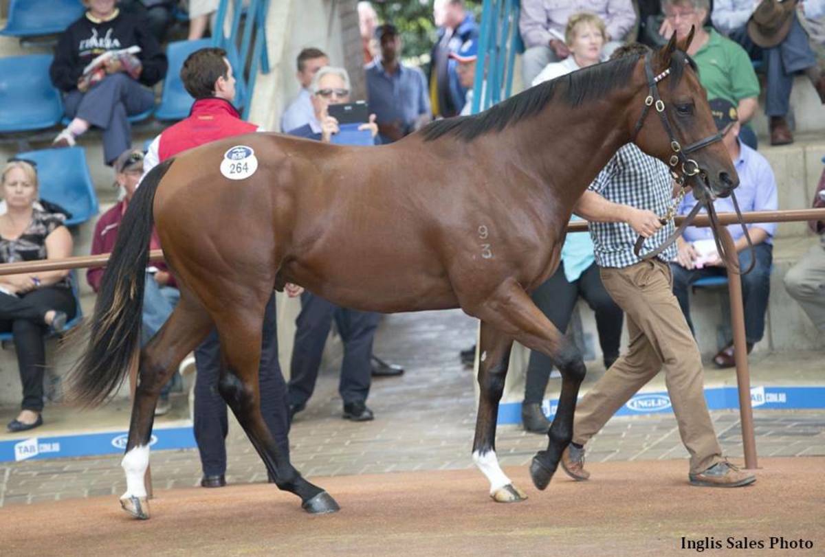 Colt By Snitzel Highlights Strong Day 2 Of Inglis Easter Yearling Sale ...