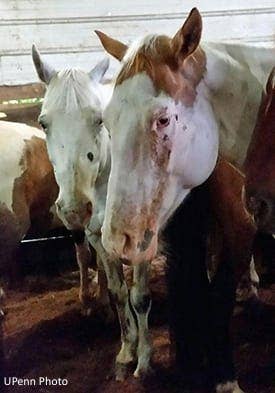 Human, Equine Doctors Team Up To Help Horse With Cancer - Paulick ...