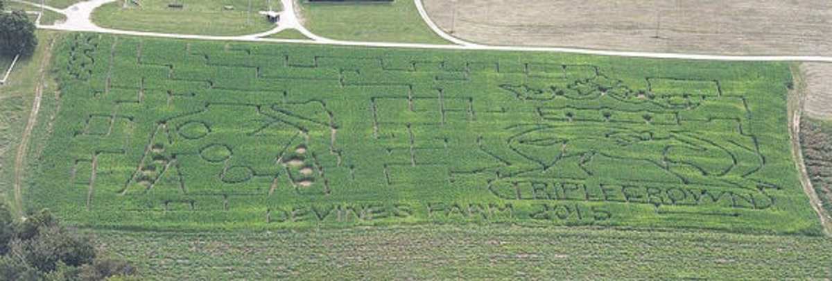 Kentucky Farm Unveils A-Maze-Ing Tribute To American Pharoah - Paulick ...
